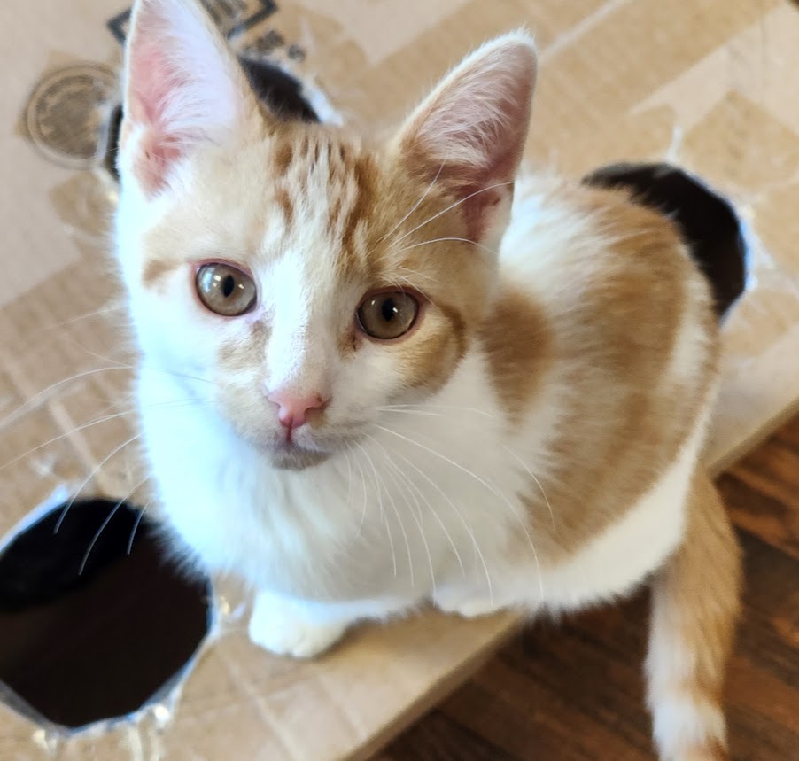 Meet Our Cats - MeWow Cafe